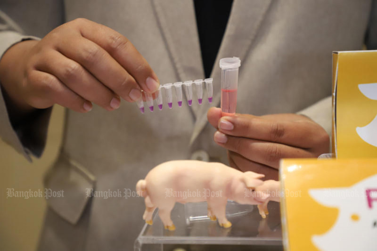 Bangkok Post - Vietnam facing worsening African swine fever outbreaks