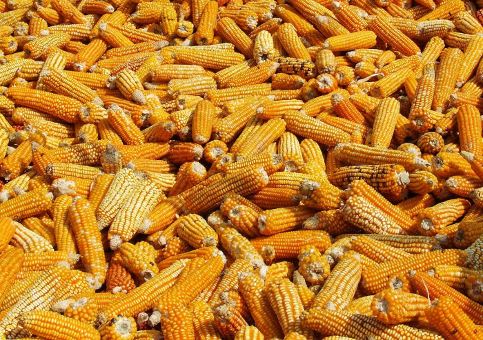 Bangkok Post - Key Thai sectors still protected under US tariff pact