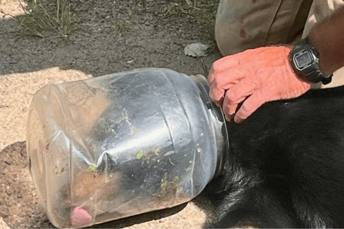 Bangkok Post - Bear freed from plastic jar after week-long rescue effort