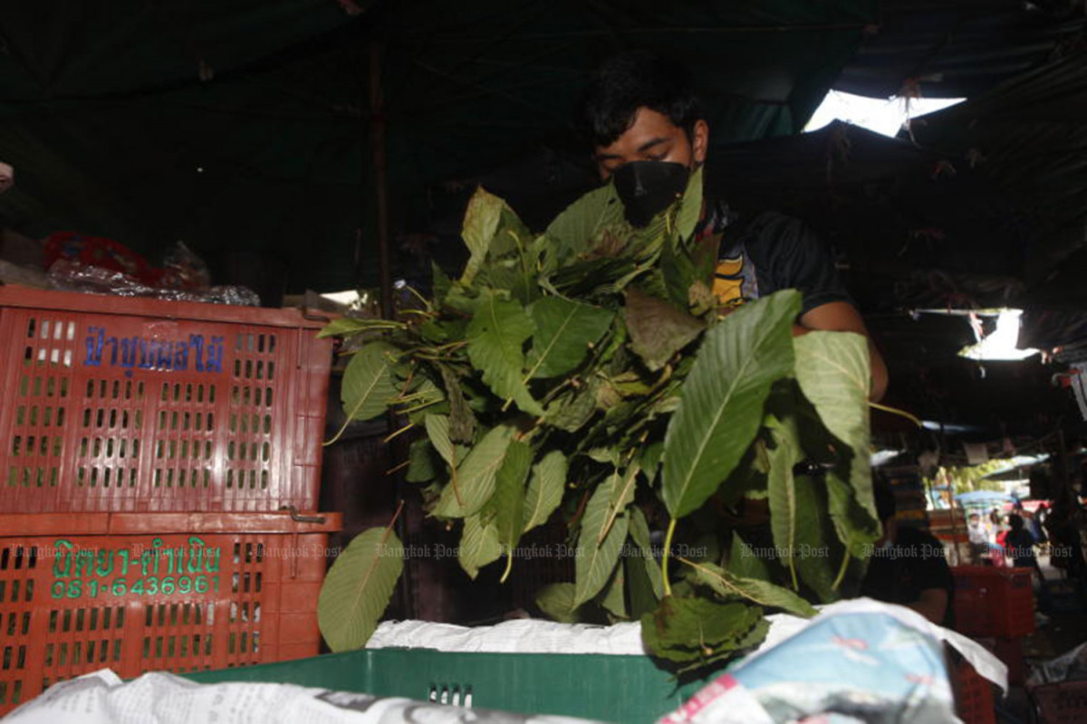 Bangkok Post - Justice minister looks to regulate kratom leaf sales