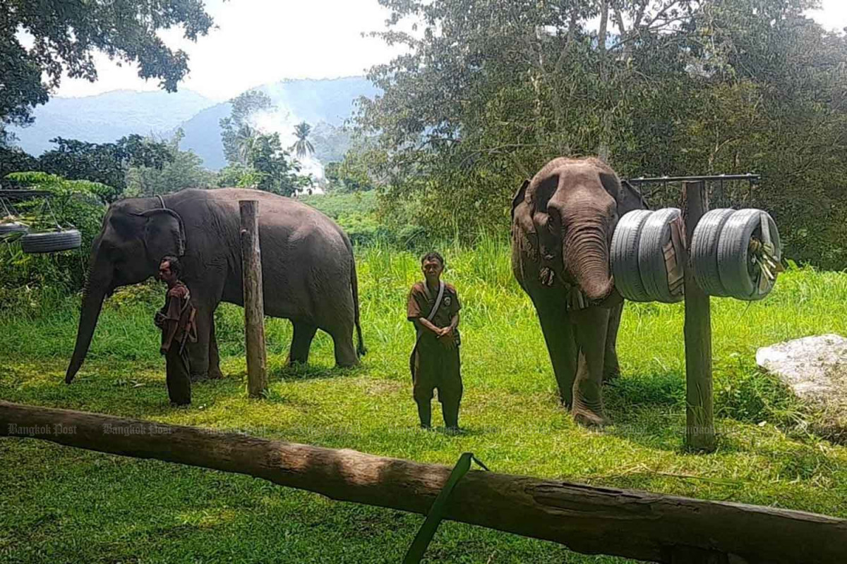 Bangkok Post - Elephant sanctuary sets ecosystem benchmark