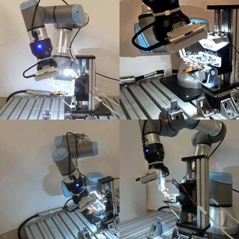 Bangkok Post - Scientists unleash robotic cockroach army for disaster zones