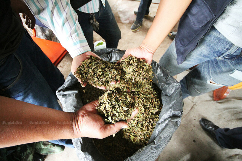 Bangkok Post - Locals hail success of southern kratom blitz