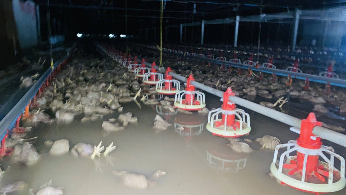 Bangkok Post - Flash flood kills 50,000 chickens at Rayong farm