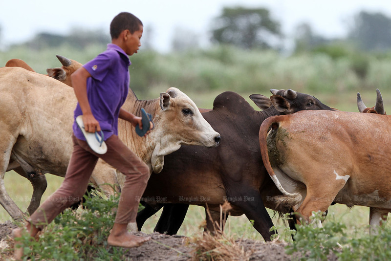 Bangkok Post - Why cattle matter in the Thai economy