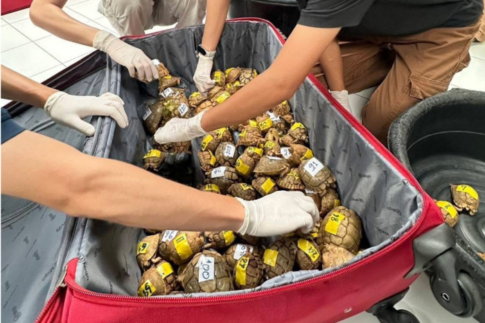 Bangkok Post - Egyptian smuggler caught with 187 live tortoises at Suvarnabhumi