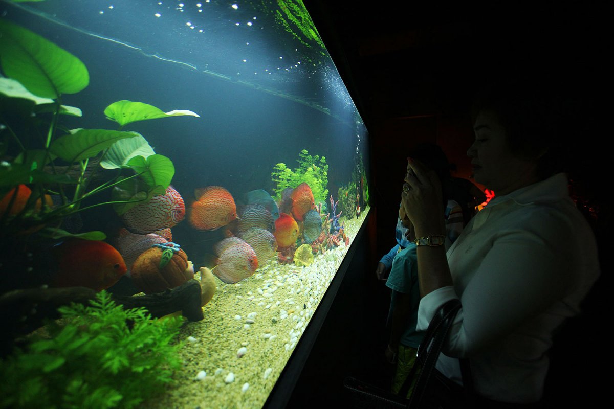 Bangkok Post - Fish breeders receive boost for exports
