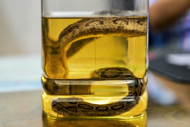 Bangkok Post - Snakebite surge as Bangladesh hit by record rains