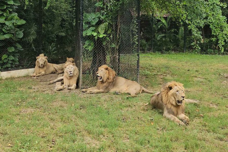 Bangkok Post - Bangkok's Safari World to reopen predator zone after lions mauled keeper last month
