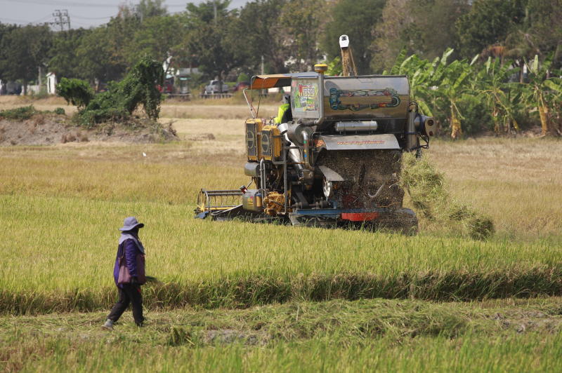 Bangkok Post - Thai rice prices extend slump to 18-year low