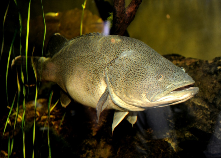 Bangkok Post - Australian Murray cod wallops swim record