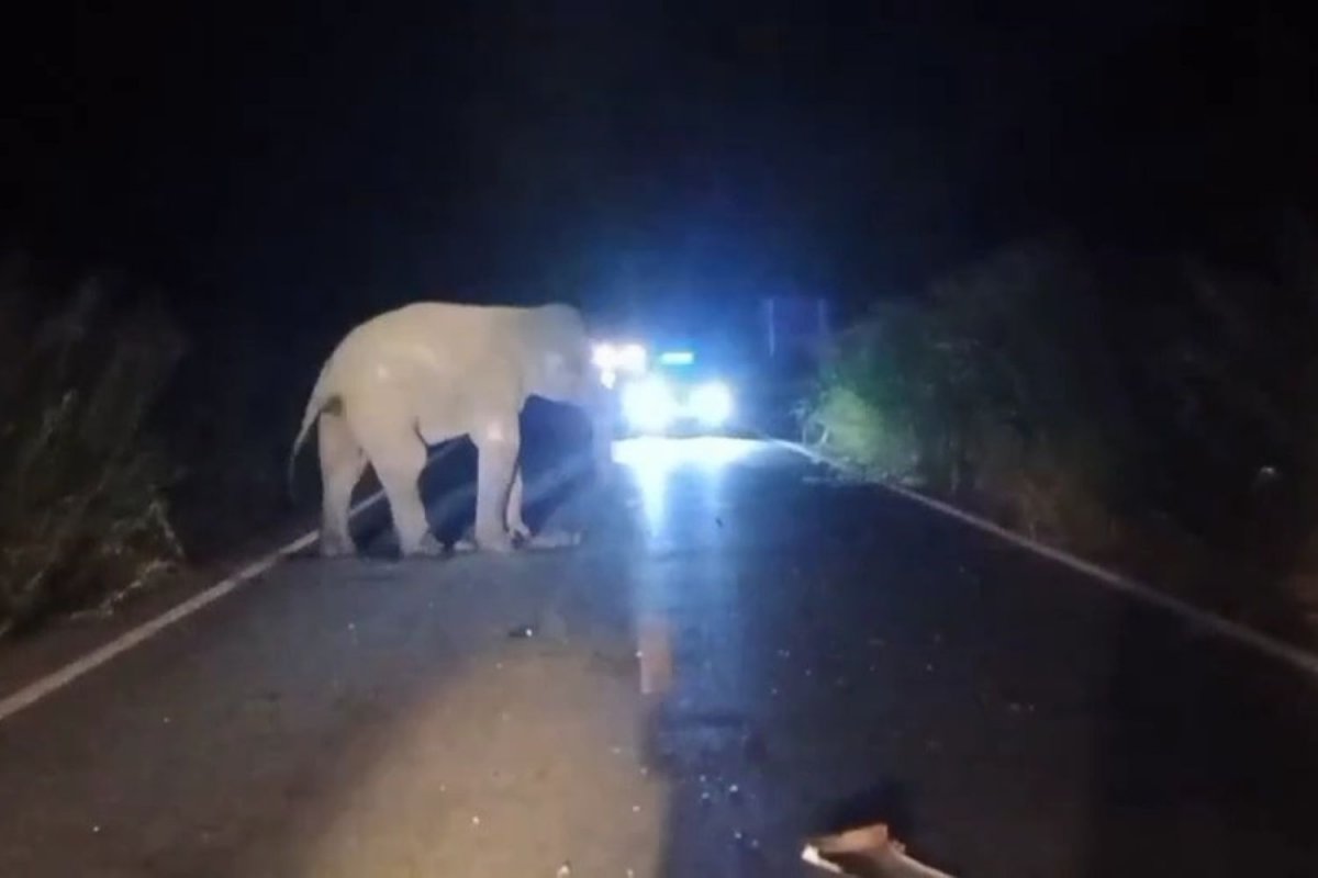 Bangkok Post - Wild elephant hit by ambulance