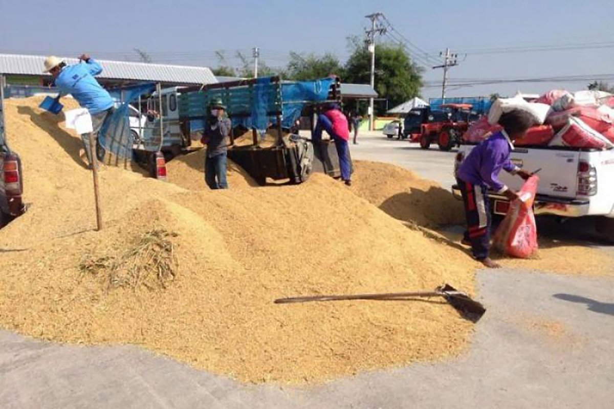Bangkok Post - Tepid forecast for 2026 rice shipments