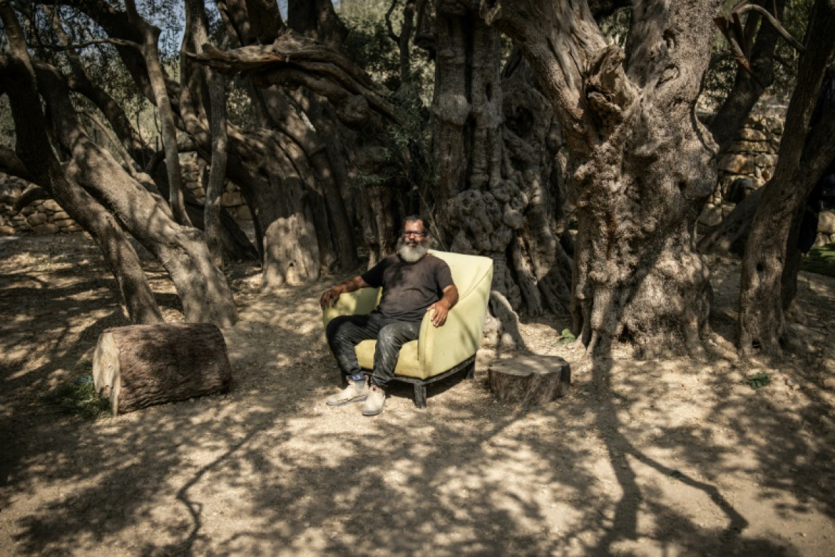 Bangkok Post - West Bank's ancient olive tree a 'symbol of Palestinian ...