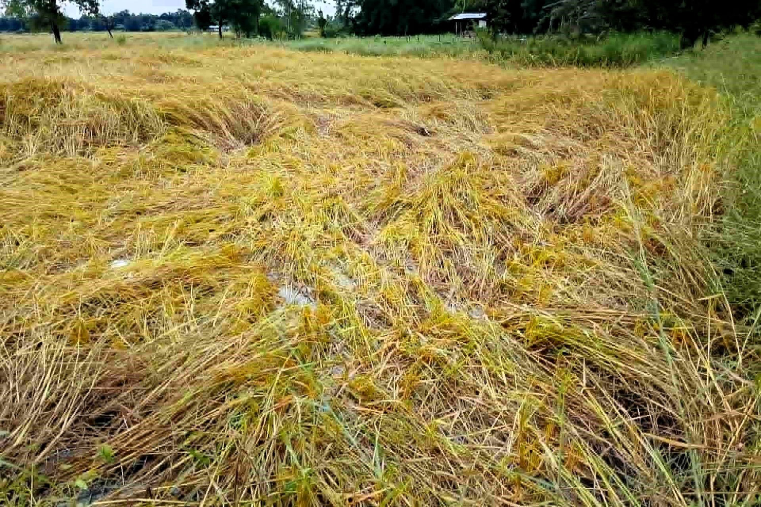 Bangkok Post - Kalmaegi flattens ripe rice fields in Buri Ram