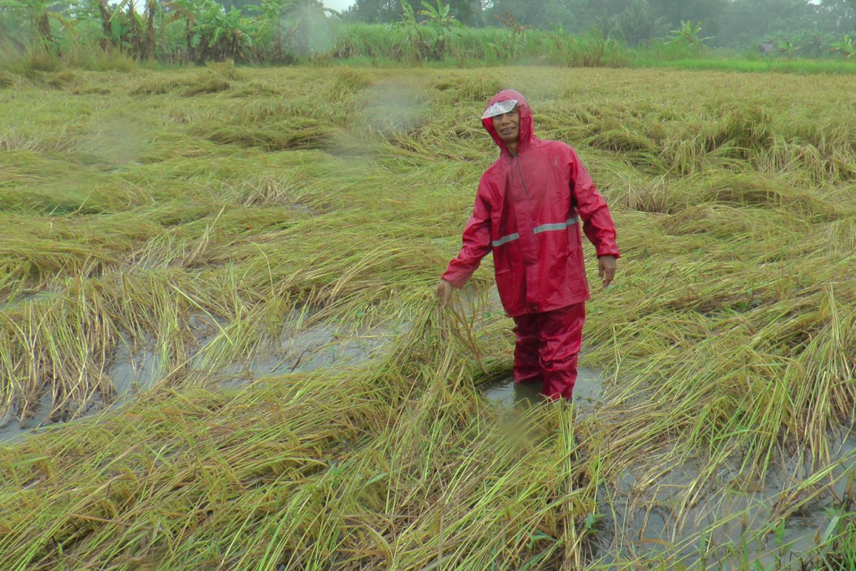 Bangkok Post - Kalmaegi flattens ripe rice fields in Buri Ram