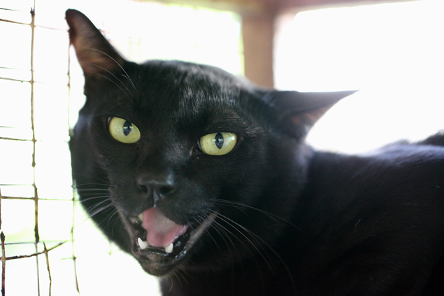 Bangkok Post - Thai cats are now officially national symbols