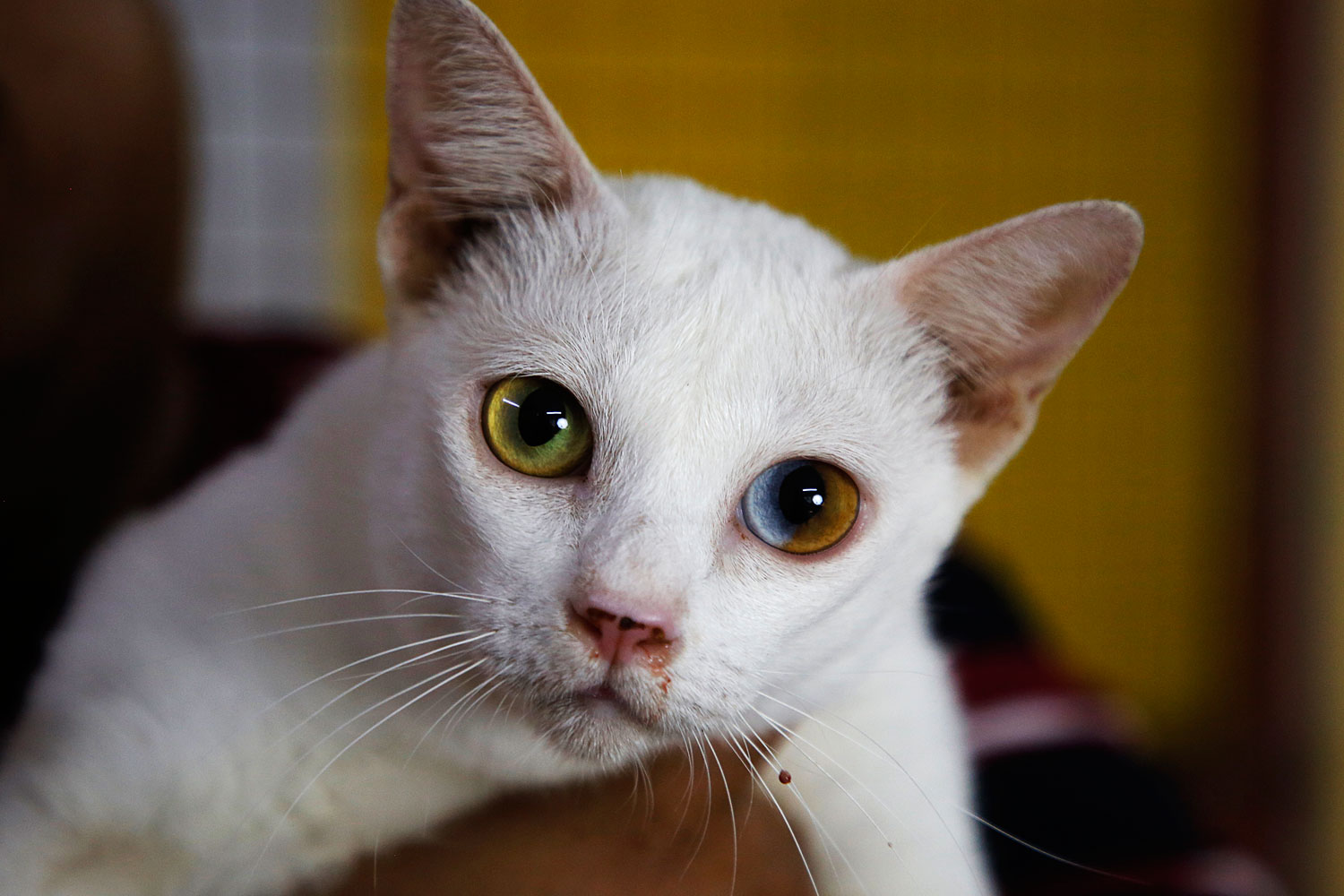 Bangkok Post - Thai cats are now officially national symbols