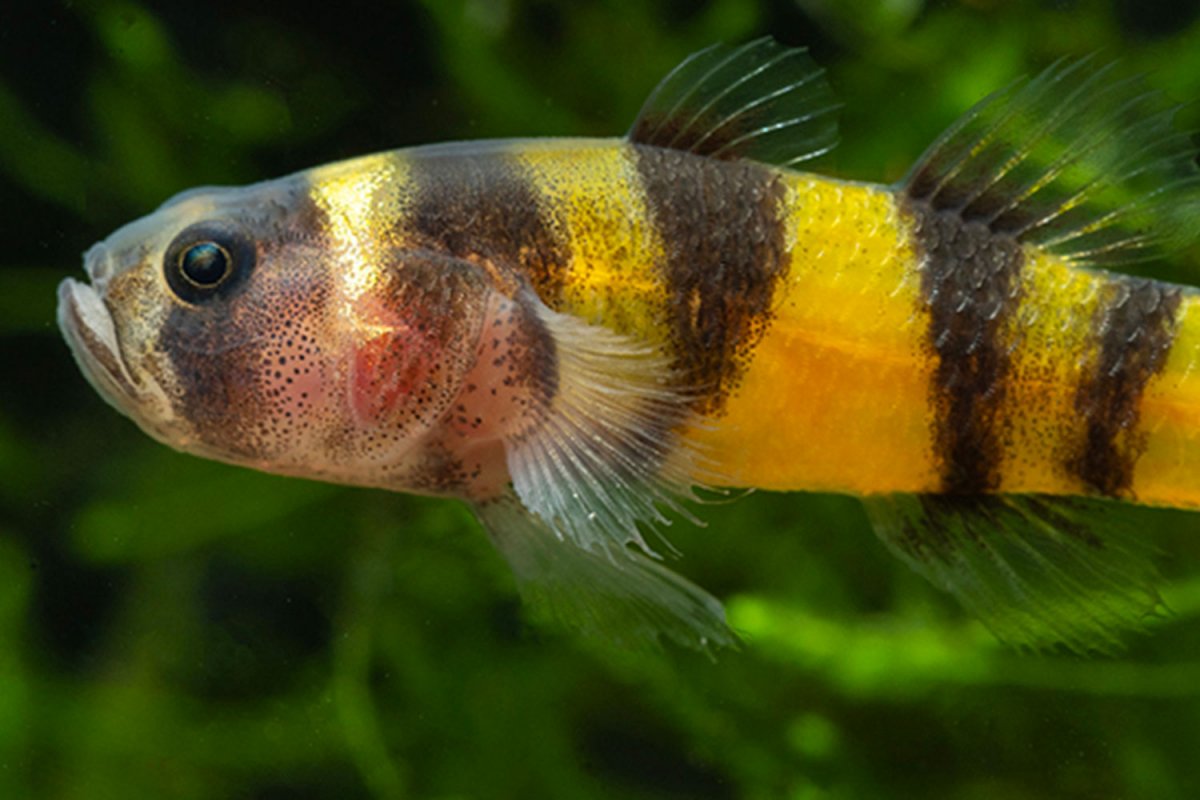 Bangkok Post - Rare fish found after 94 years