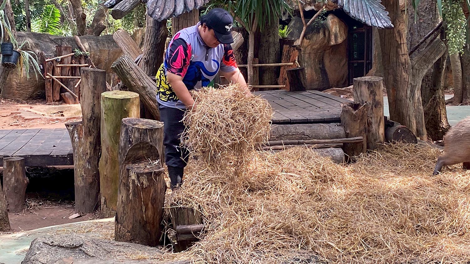 Bangkok Post - Korat zoo warms animals with straw and hot baths for pythons