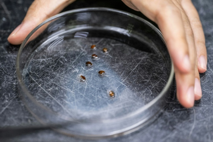 Bangkok Post - Malaysian scientists recruit bed bugs as crime scene sleuths