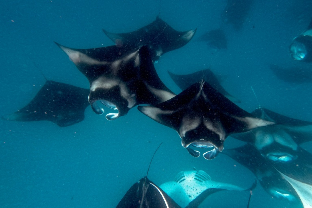Bangkok Post - Over 70 shark, ray species win new wildlife trade ...
