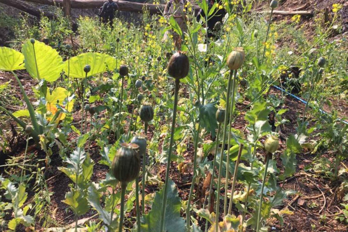 Bangkok Post - Opium crops in Myanmar expand to 10-year high