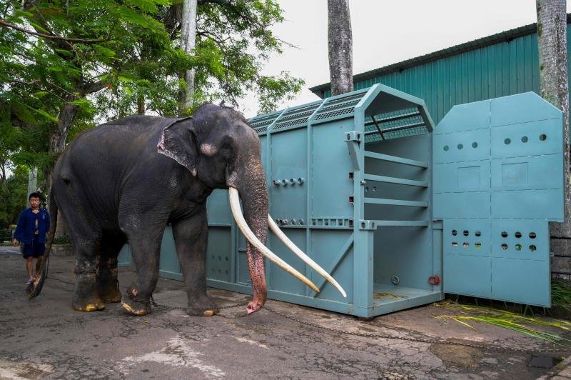 Bangkok Post - Elephant talks planned with Sri Lanka