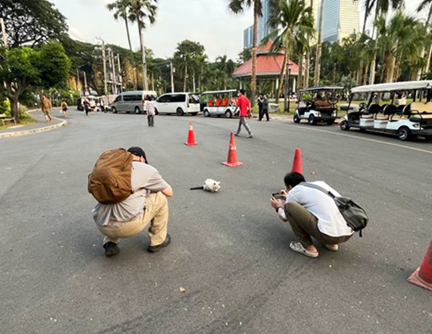 Bangkok Post - Lumphini Park: where cats and nature bring joy to ...