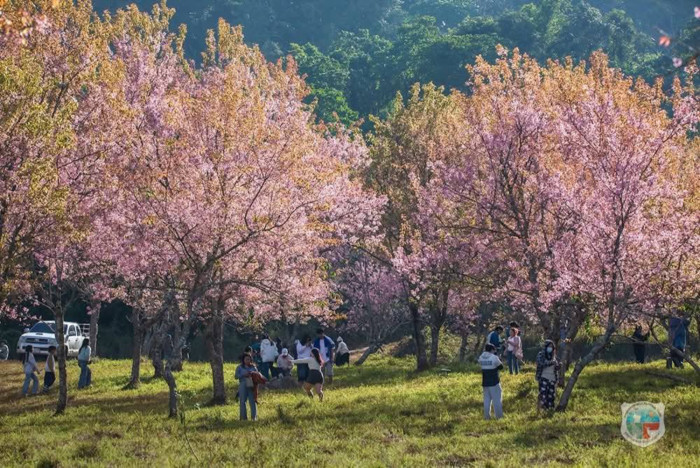 Bangkok Post - Visitor numbers surge during New Year holiday period