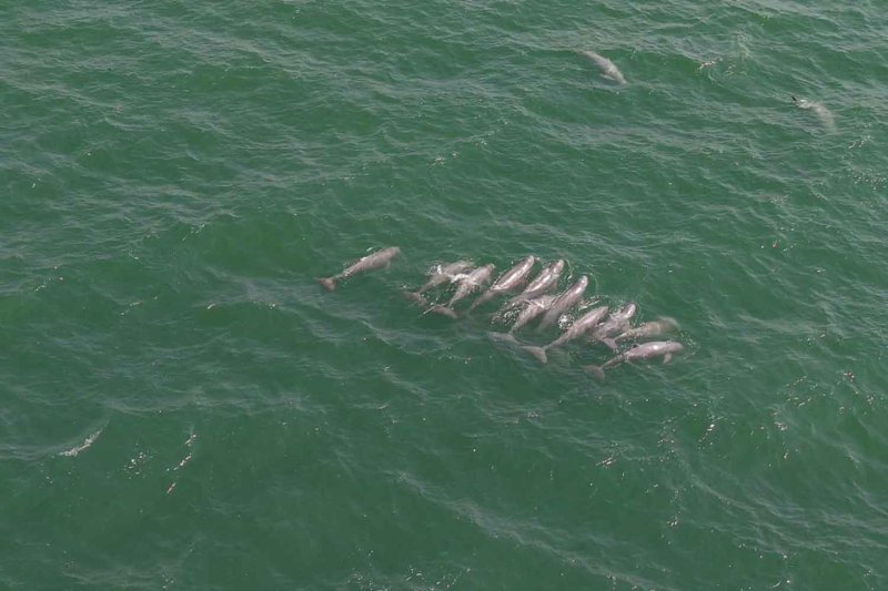 Bangkok Post - Dept finds 40 Irrawaddy dolphins in Gulf survey