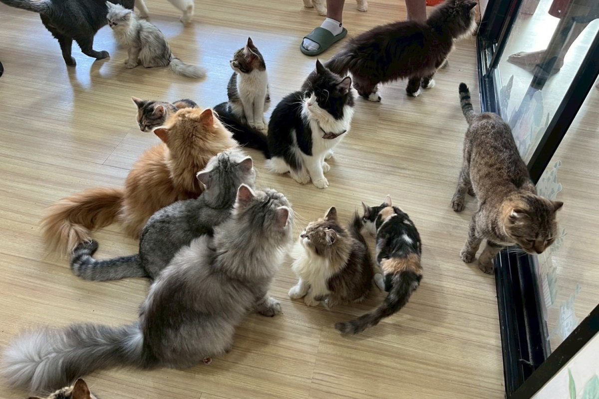 Bangkok Post - Bangkok cat cafe accused of animal cruelty