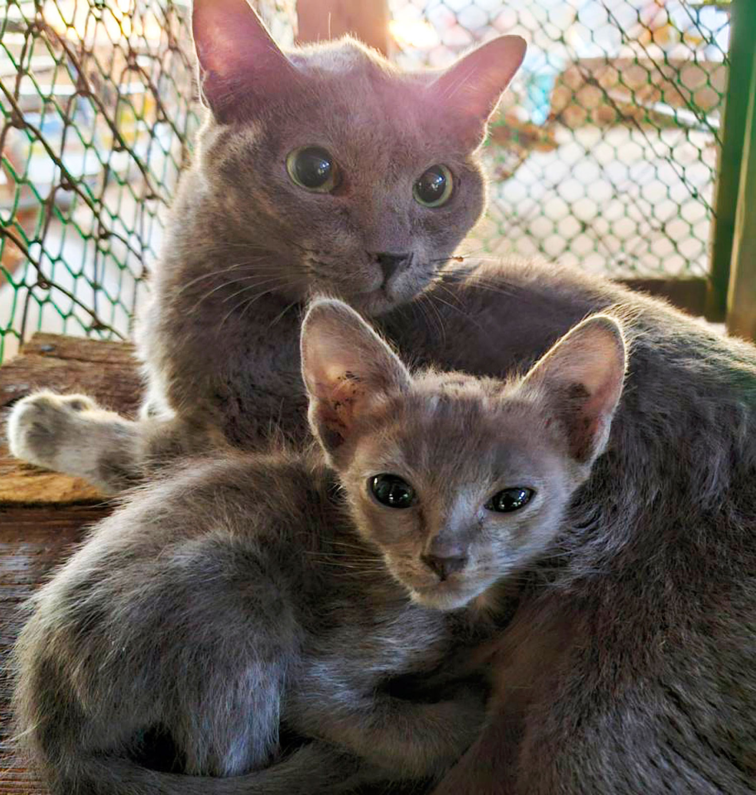Bangkok Post - Breeding push moves to secure future of Korat cats