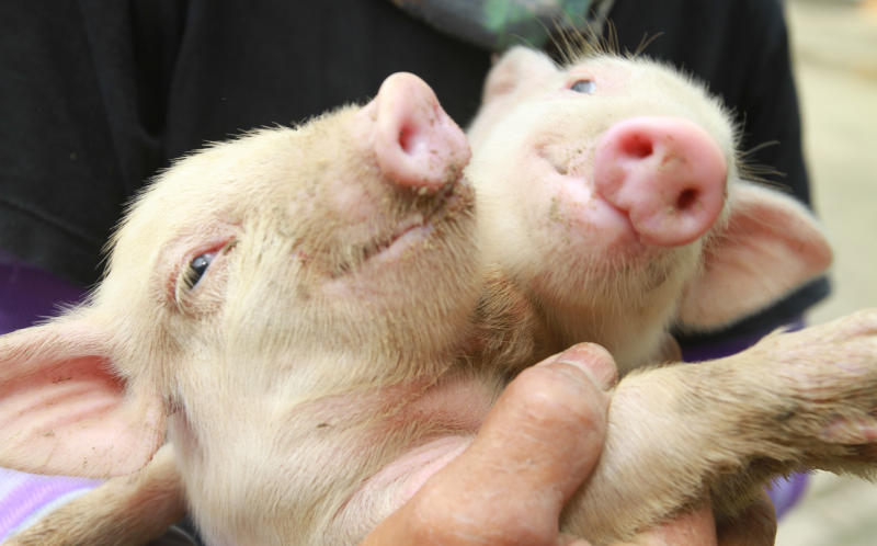 Bangkok Post - Muyuan eyes Asia pig farms after $1.4 billion listing