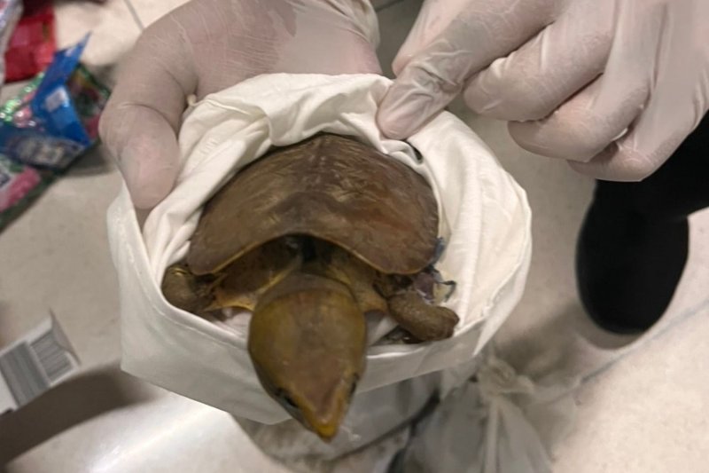Bangkok Post - Wildlife smuggler caught at Suvarnabhumi Airport