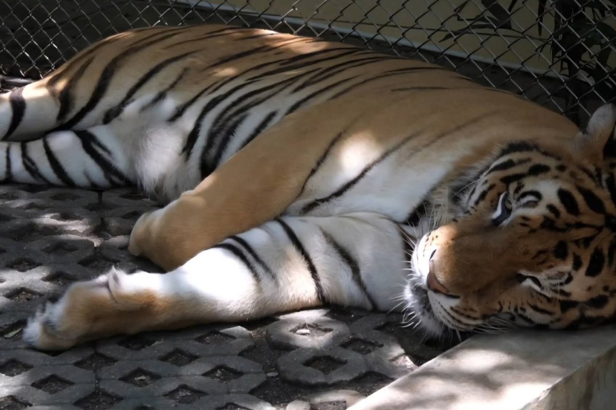 Bangkok Post - Feline parvovirus blamed for Chiang Mai mass tiger deaths