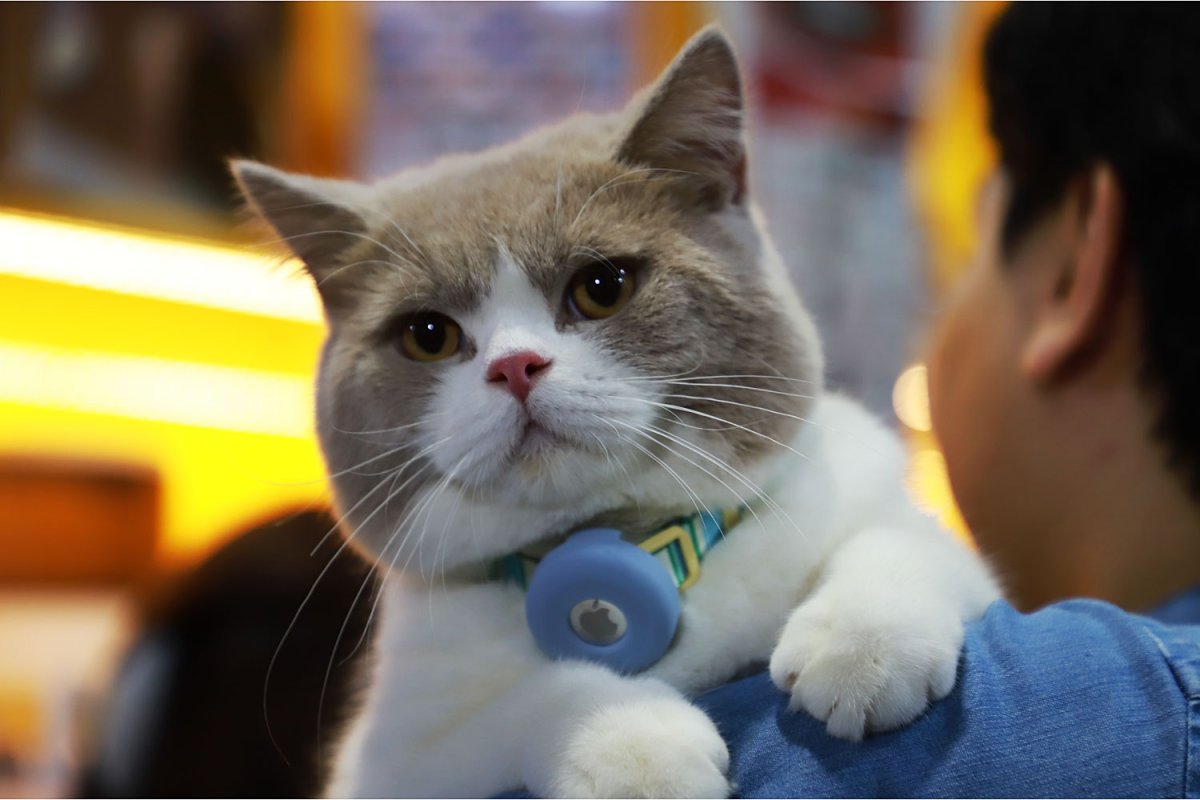 Bangkok Post - Police warn over stray pet conflicts