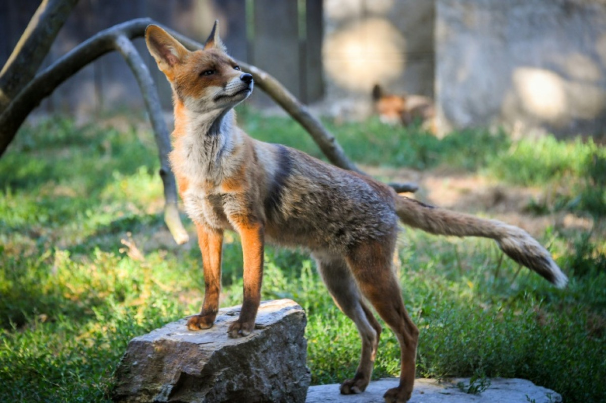 Bangkok Post - Fantastic Mr Stowaway: fox sails from Britain to New ...