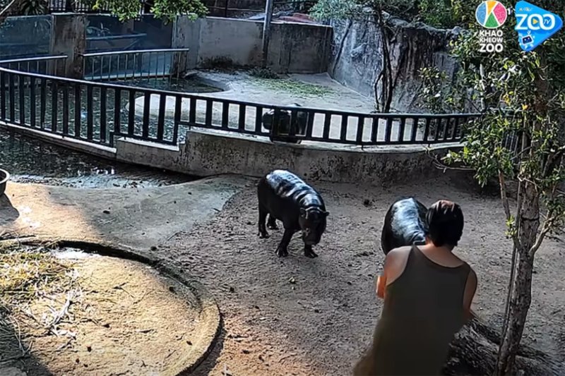 Bangkok Post - Intruder into Moo Deng's enclosure arrested