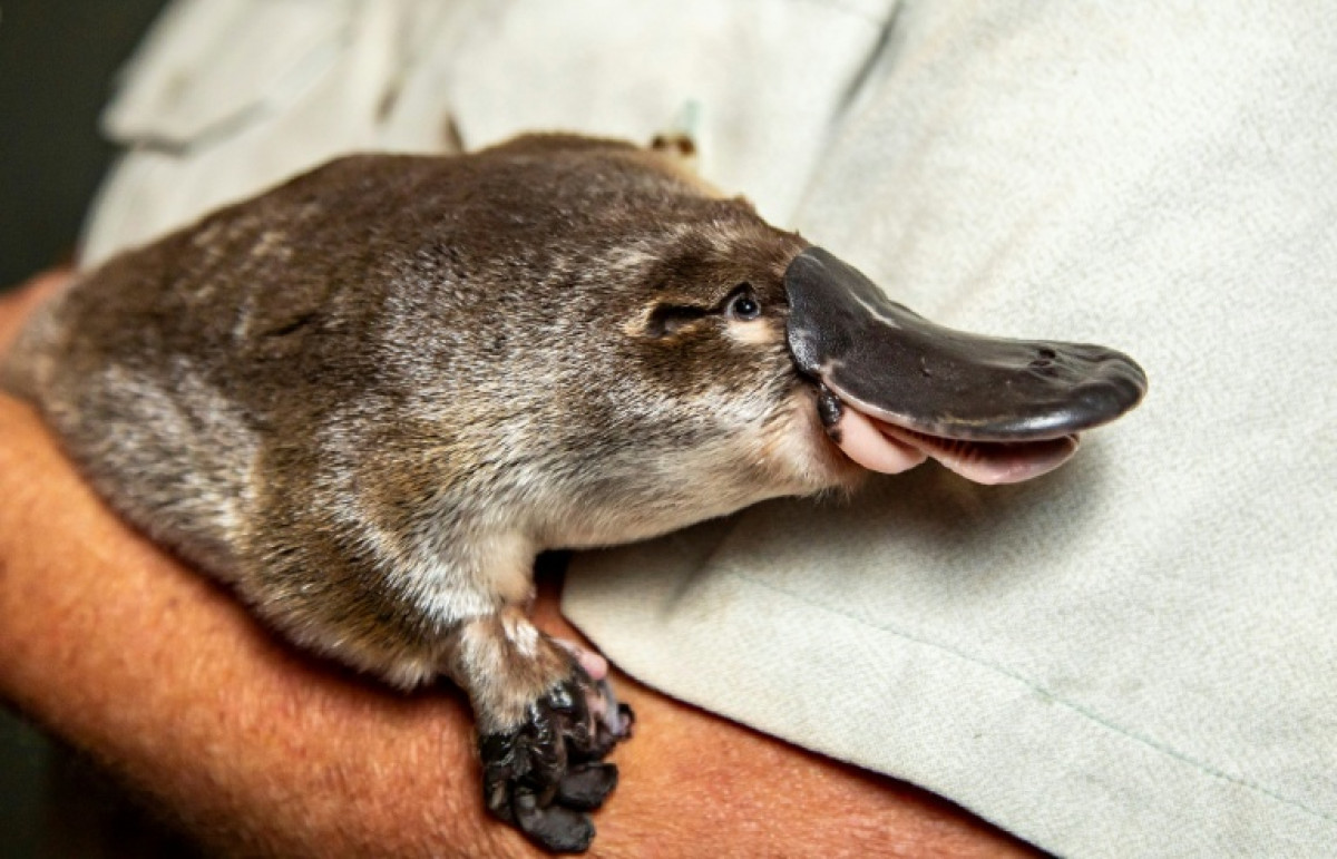 Bangkok Post - Platypus even weirder than thought, scientists discover
