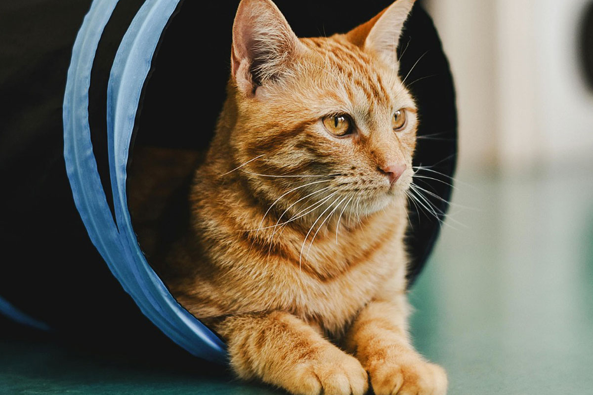 Bangkok Post - Thailand Cat Lovers Fair is back at Muang Thong Thani