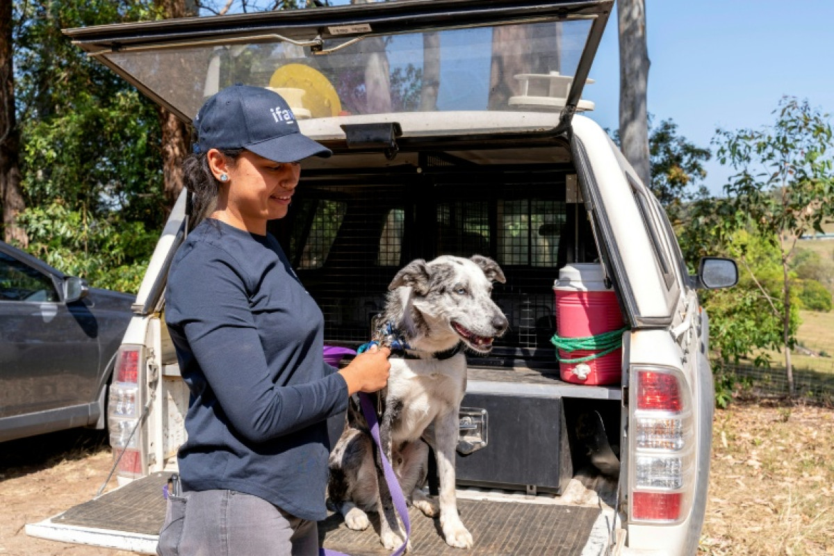 Bangkok Post - 'Hero' Australian dog who saved 100 koalas retires