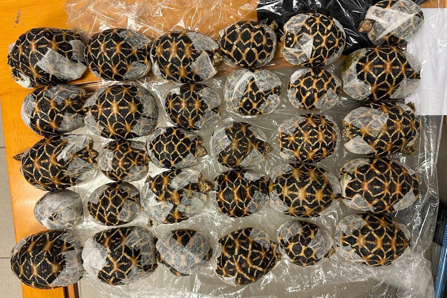 Bangkok Post - Taiwanese held after 30 tortoises found concealed on ...