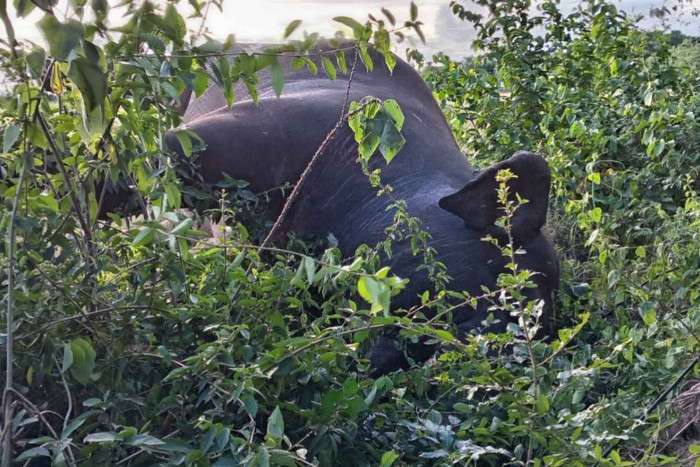 Bangkok Post - Wild jumbos shot, electrocuted