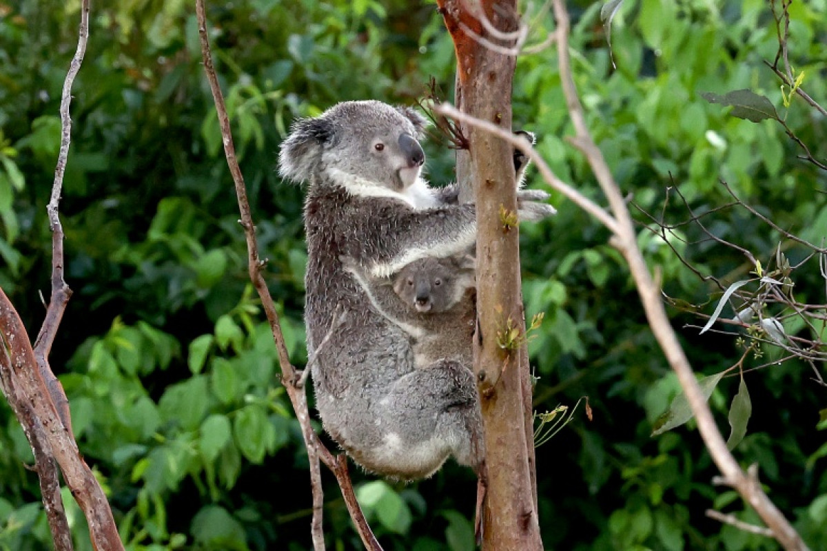 Bangkok Post - Even moderately hot days raise risk of koala deaths: study