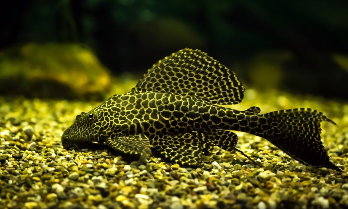 Bangkok Post - How Could 11 Companies Export More Than 200,000 Fish ...