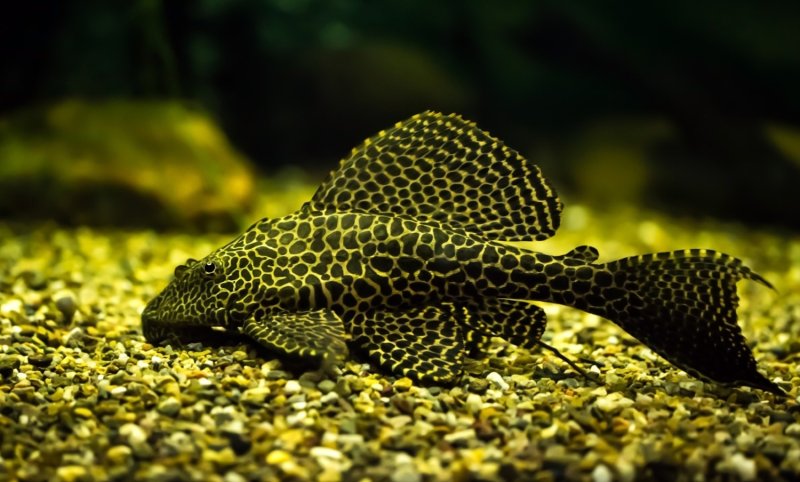 Bangkok Post - How Could 11 Companies Export More Than 200,000 Fish ...