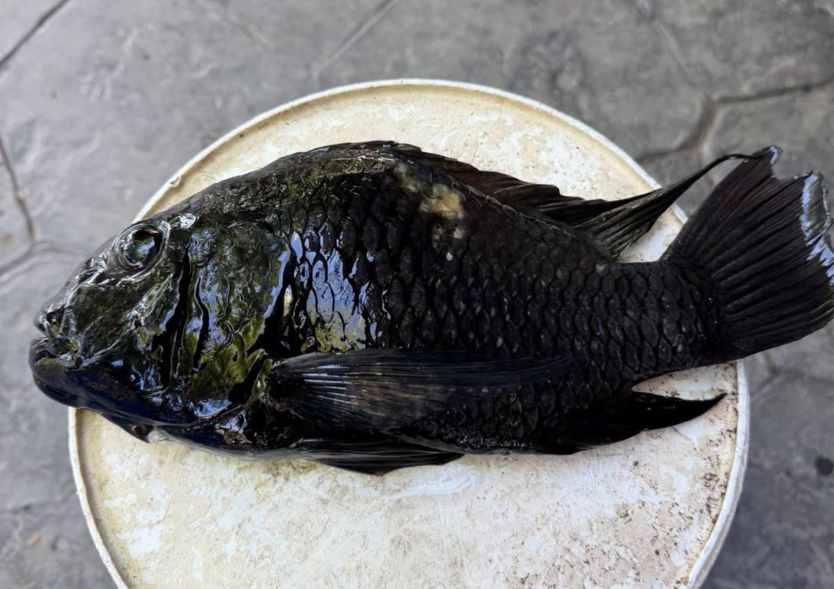Bangkok Post - ‘Pitch-black’ blackchin tilapia severely damaging shrimp ...