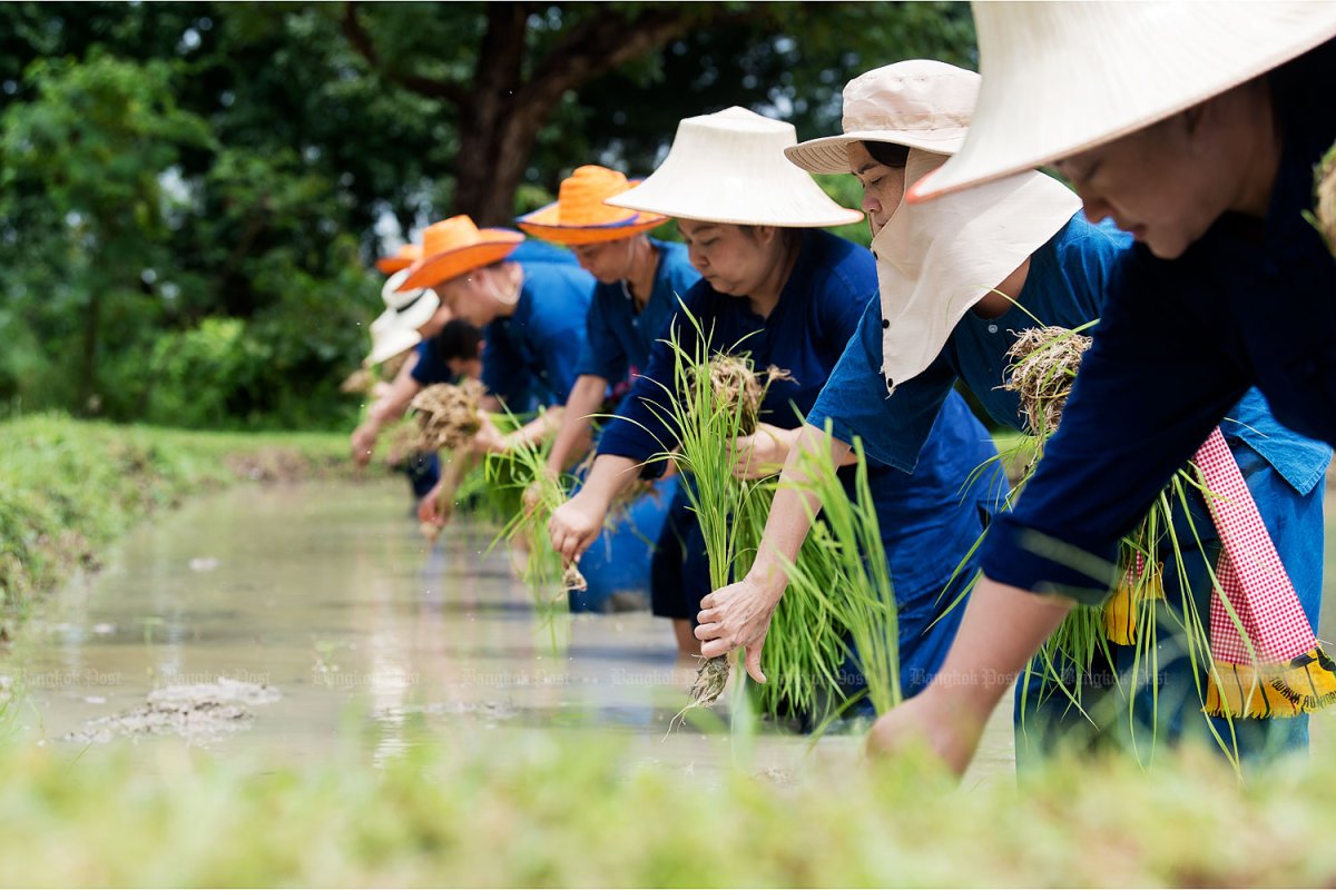 Bangkok Post - Fertiliser supply 'still sufficient'