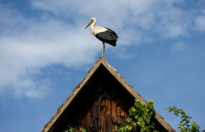 Bangkok Post - Back in stork: returning birds bring joy to Croatian village